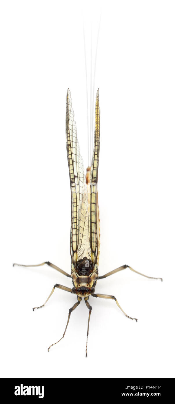 High angle view of Mayfly, Ephemera danica, in front of white ...