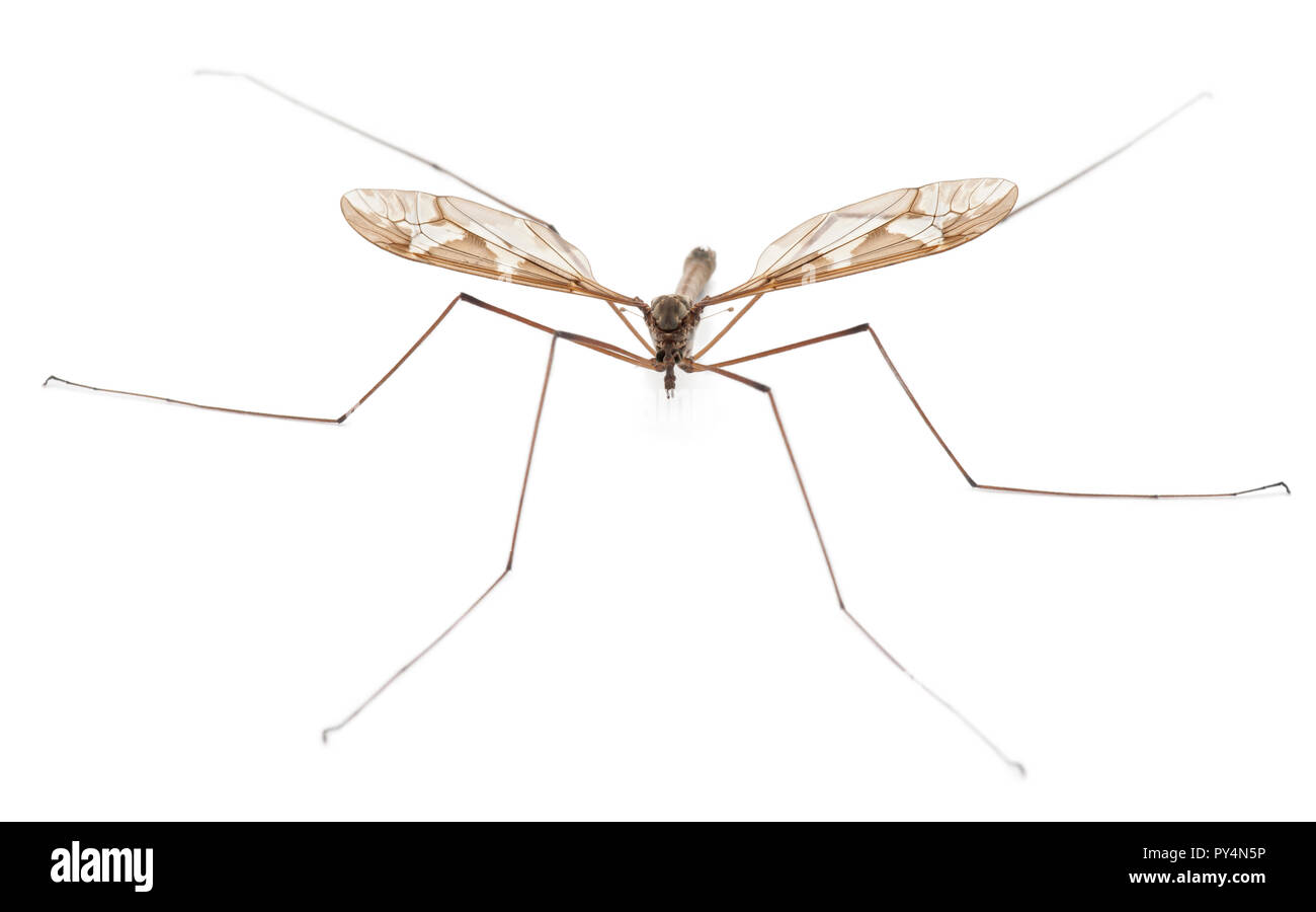 Crane fly or daddy long-legs, Tipula maxima, in front of white ...