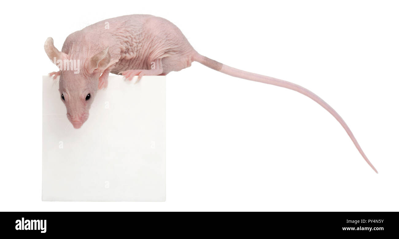Hairless House mouse, Mus musculus, 3 months old, on box in front of ...