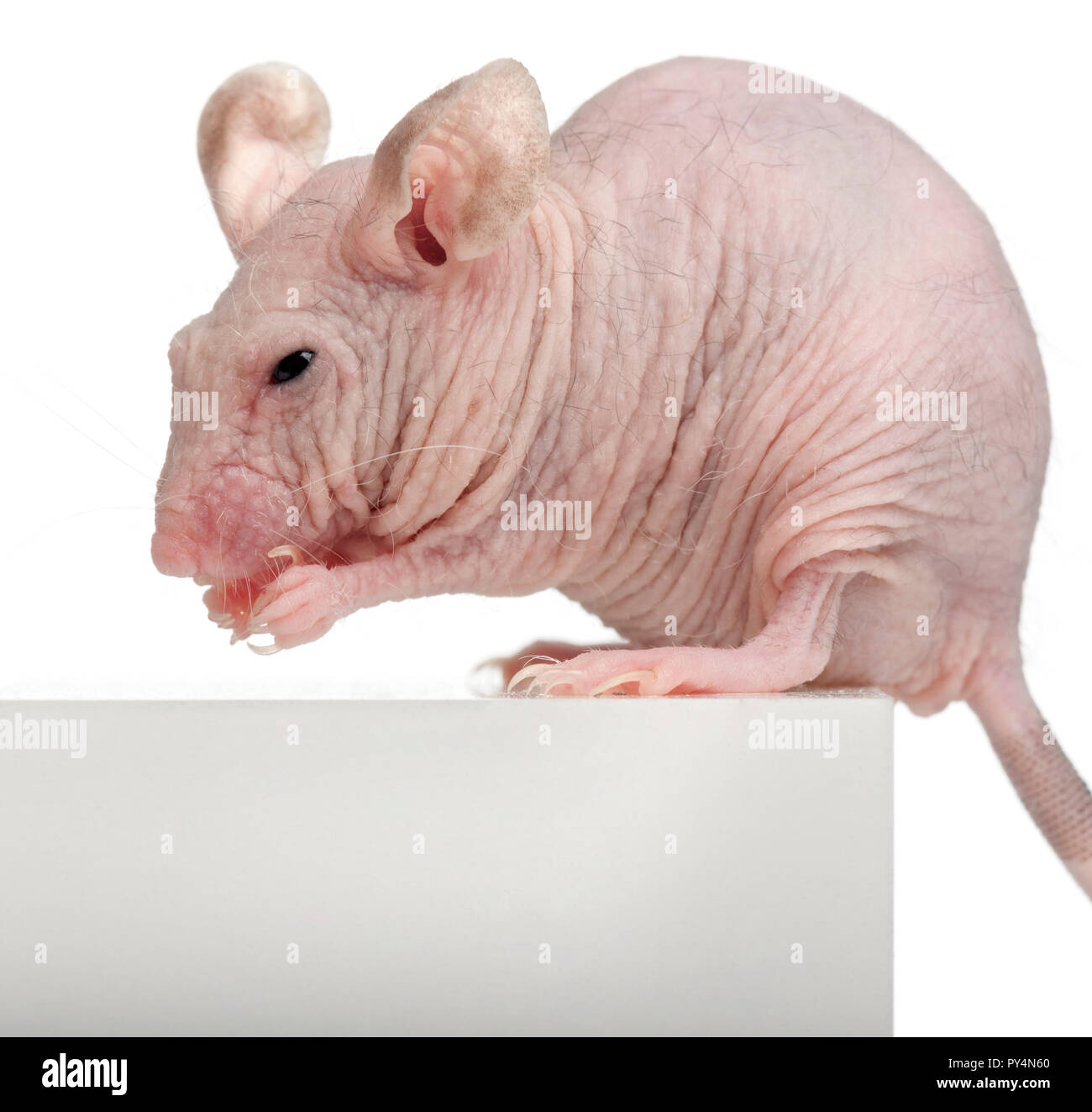 Hairless House mouse, Mus musculus, 3 months old, sitting on box in ...