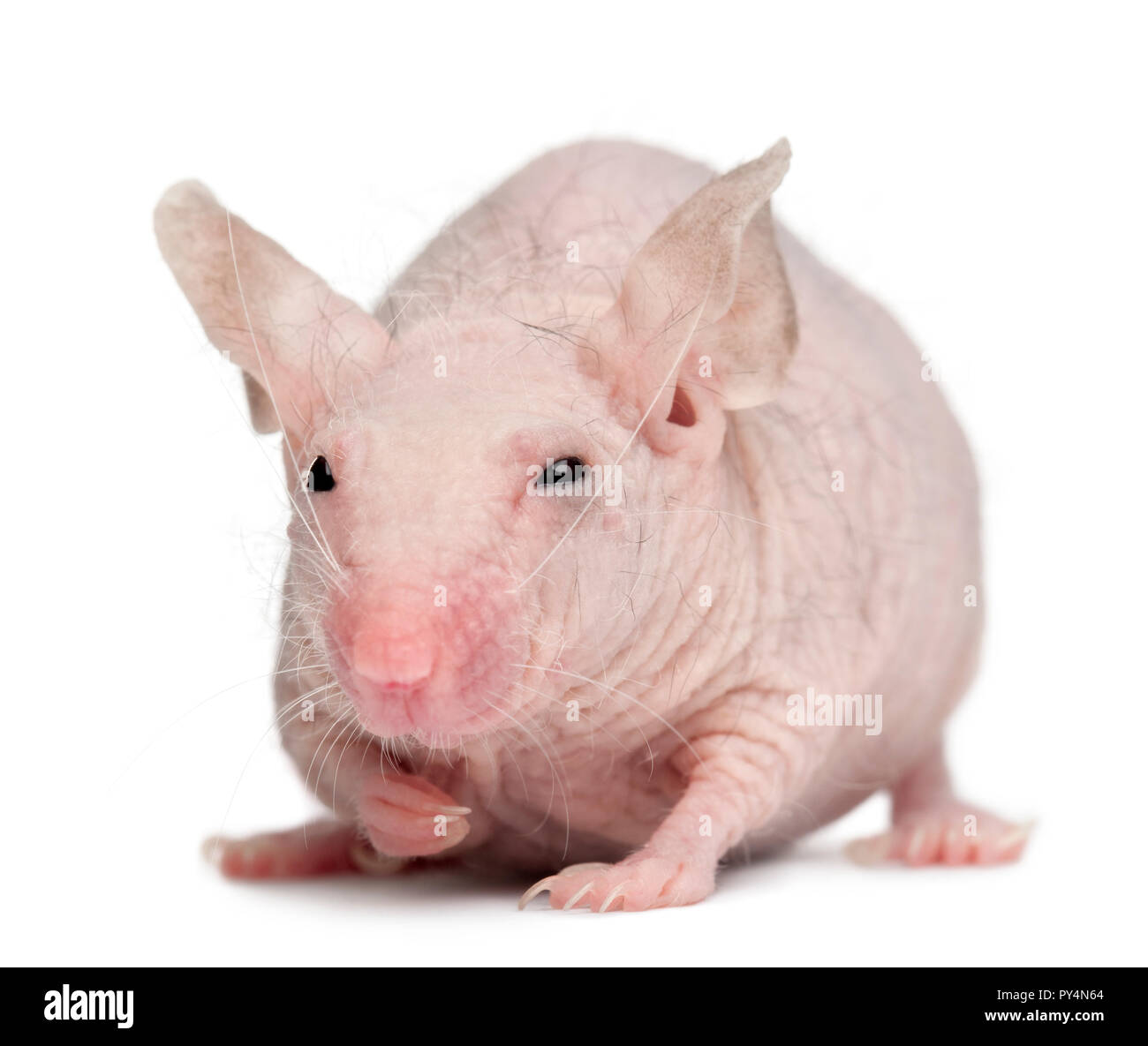 House mouse mus musculus white hi-res stock photography and images - Alamy