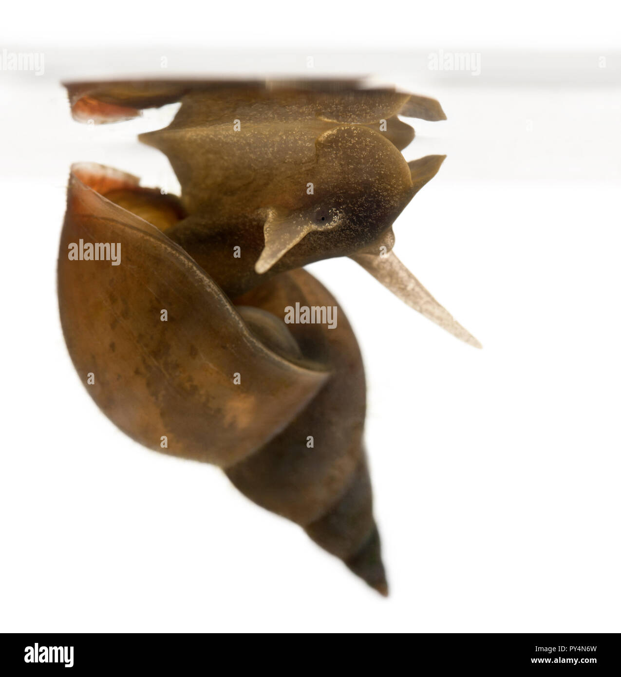 Freshwater snail hi-res stock photography and images - Alamy