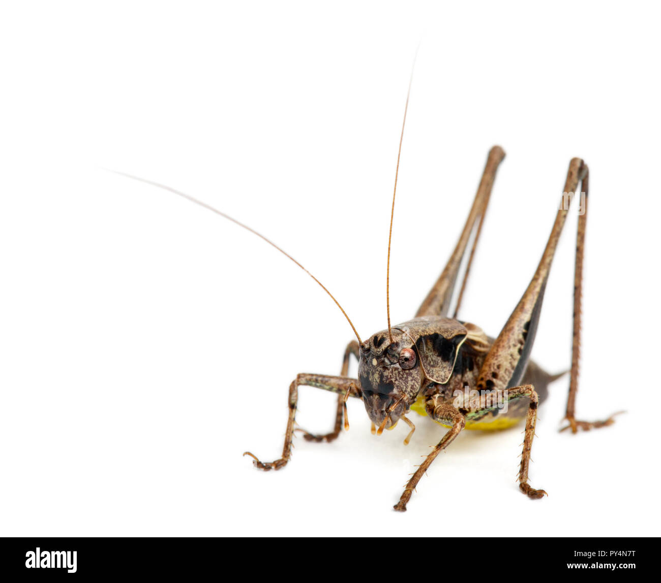 Male Shield-back Katydid, Platycleis tessellata, in front of white ...
