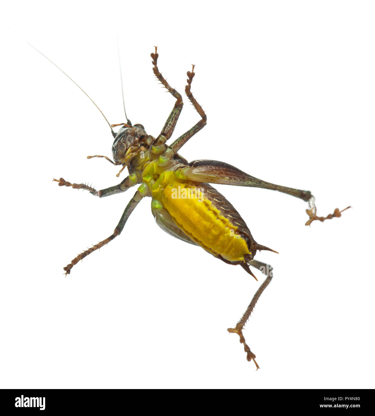 Male Shield-back Katydid, Platycleis tessellata, in front of white ...