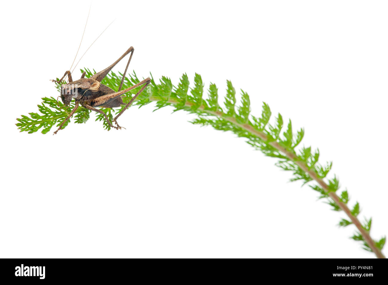 Male Shield-back Katydid, Platycleis tessellata, on plant in front of ...