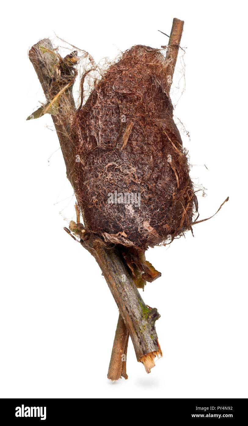 Cocoon of a moth Cut Out Stock Images & Pictures - Alamy