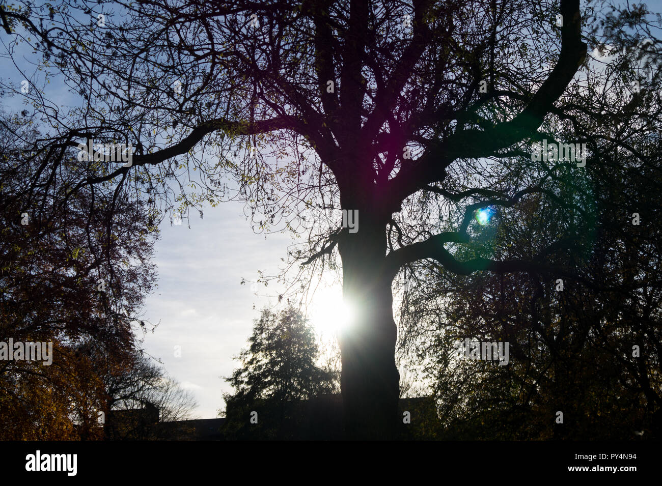 Sun behind the tree hi-res stock photography and images - Alamy