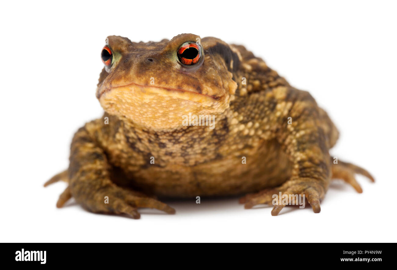 Common toad, Bufo bufo, against white background Stock Photo - Alamy