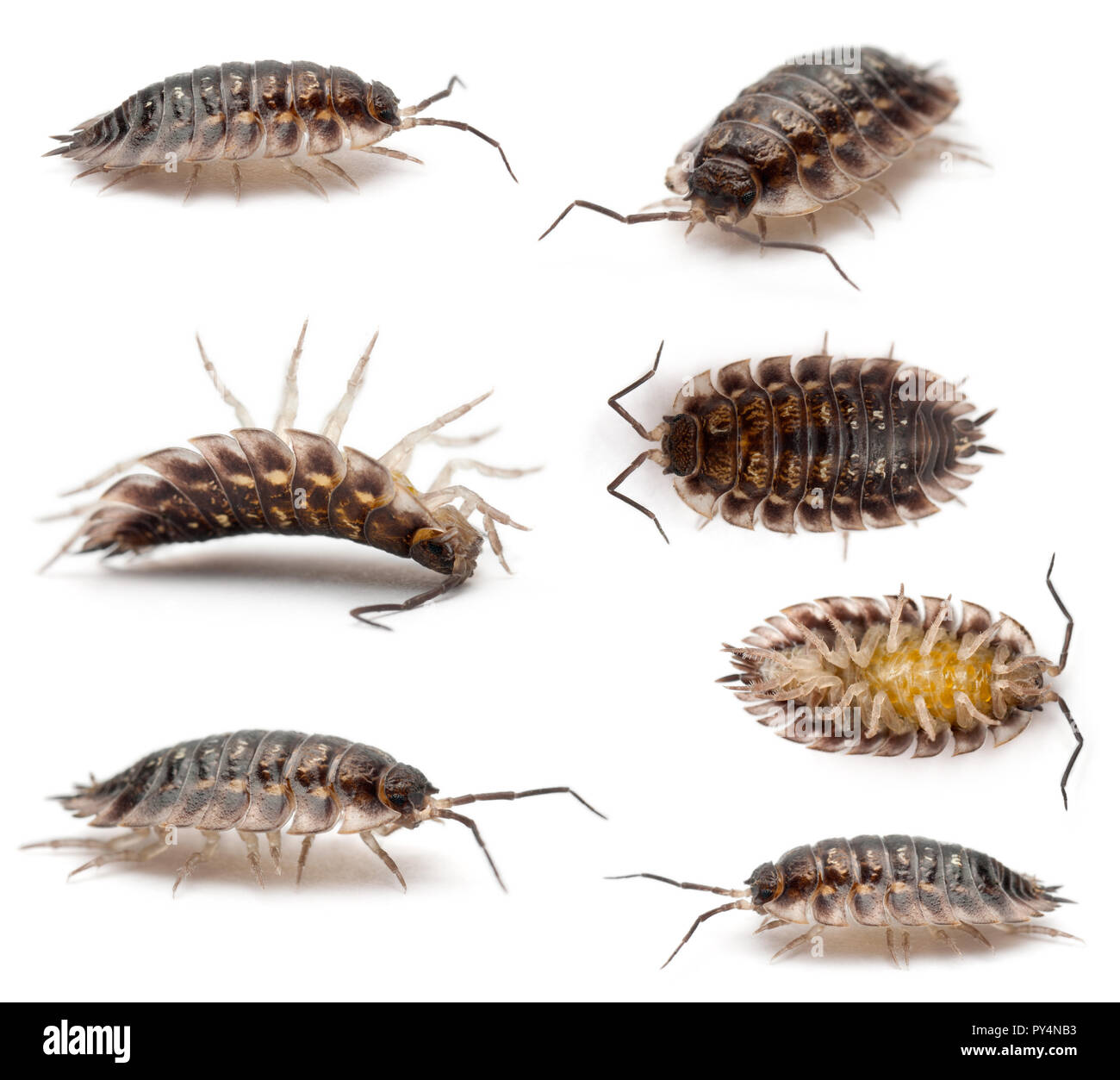 Collage of Common woodlouse, Oniscus asellus, in front of white ...