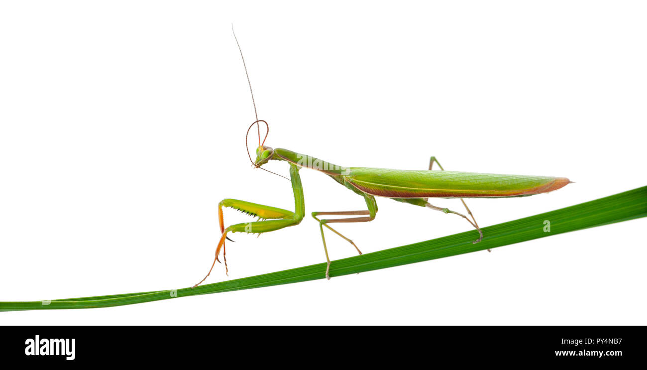 Female European Mantis or Praying Mantis, Mantis religiosa, on blade of ...