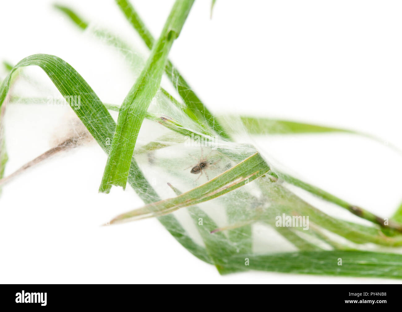 Nursery web spider, Pisaura mirabillis, spiderling in nest in front of ...