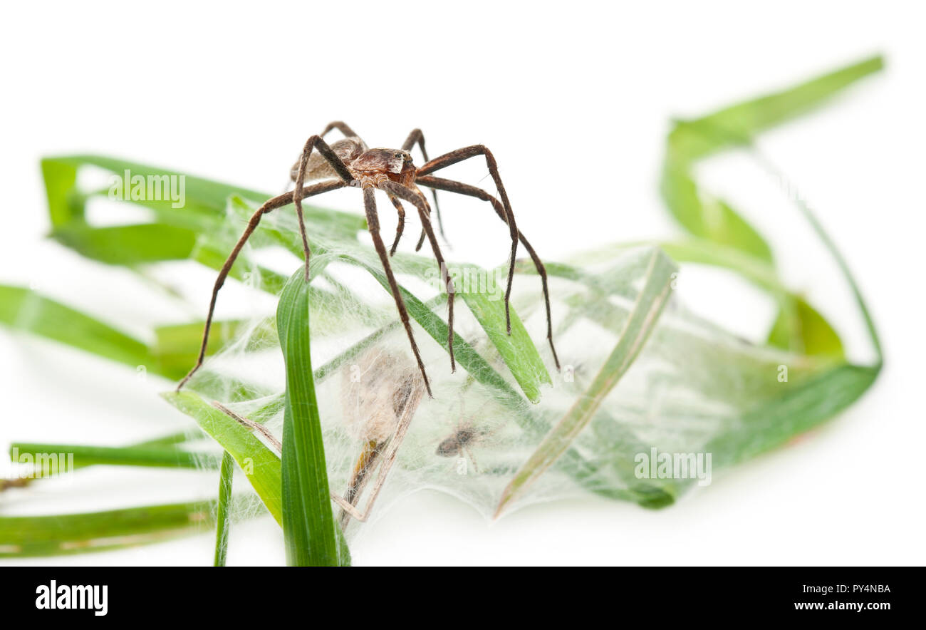 Nursery web spider, Pisaura mirabillis, with spiderling in nest in ...