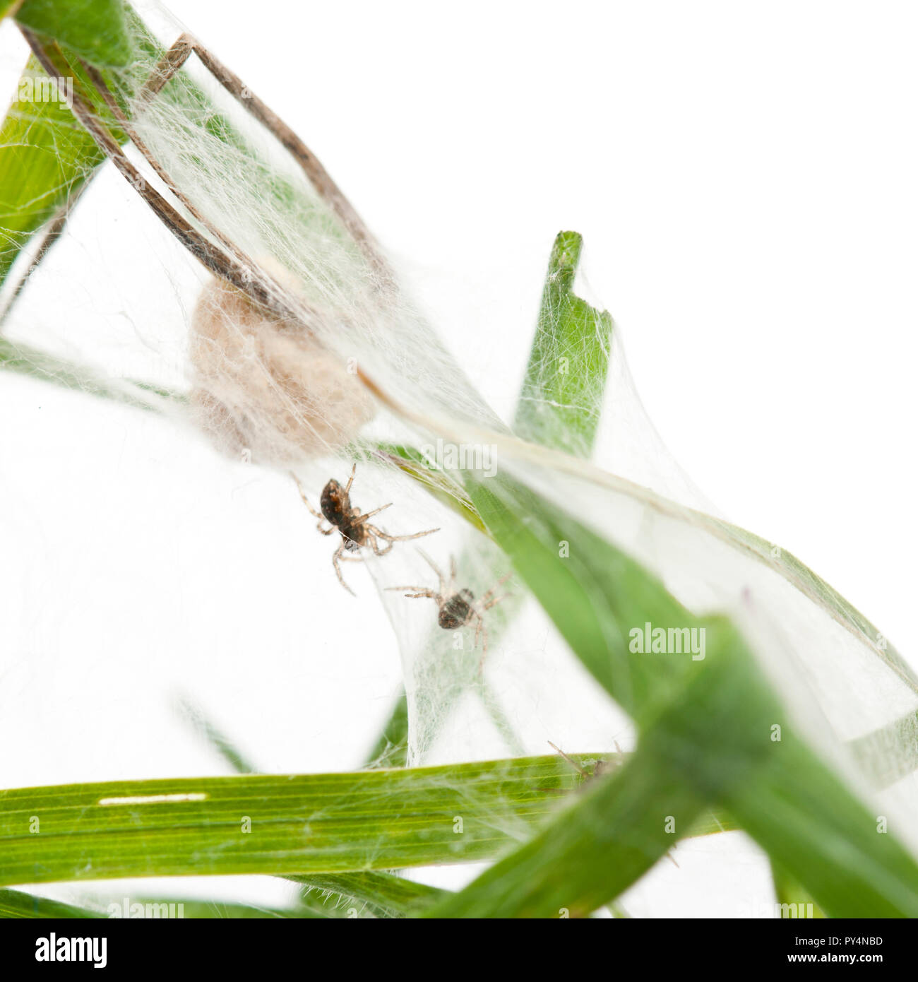Nursery web spider, Pisaura mirabillis, spiderlings in nest in front of ...