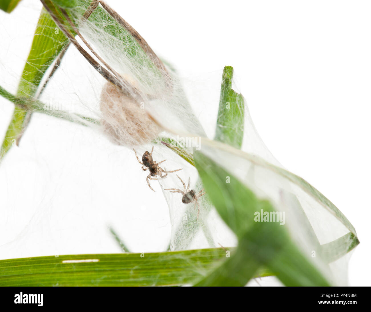 Nursery web spider, Pisaura mirabillis, spiderlings in nest in front of ...