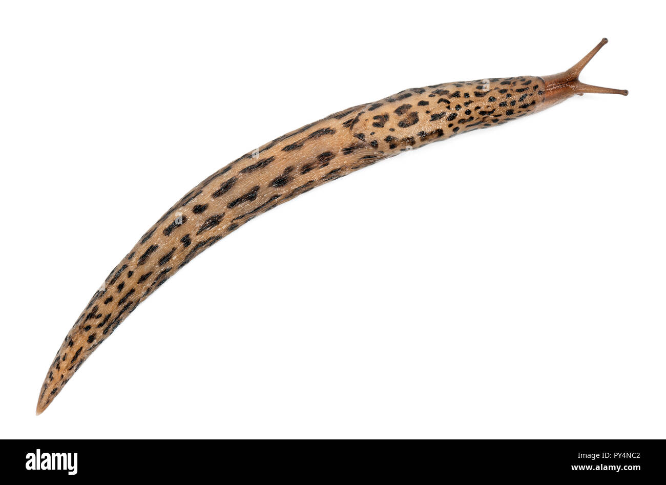 Leopard slug - Limax maximus, in front of white background Stock Photo ...
