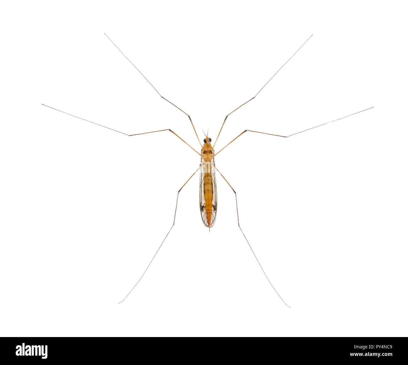 daddy long legs, mosquito, - nephrotoma scalaris Stock Photo - Alamy