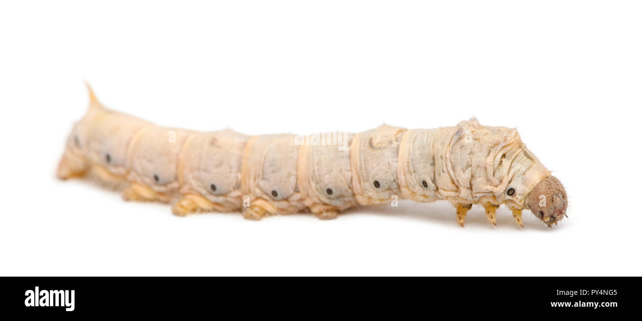 Silkworm larvae, Bombyx mori, against white background Stock Photo - Alamy
