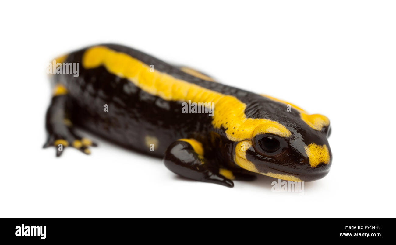 Fire salamander, Salamandra salamandra, in front of white background ...