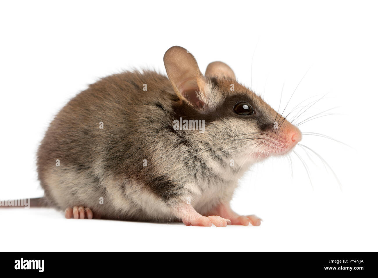 Quercinus hi-res stock photography and images - Alamy