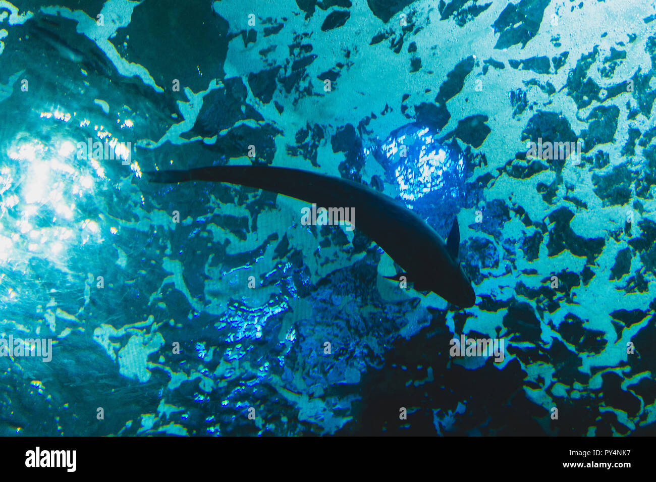 Fish seen from below Stock Photo - Alamy