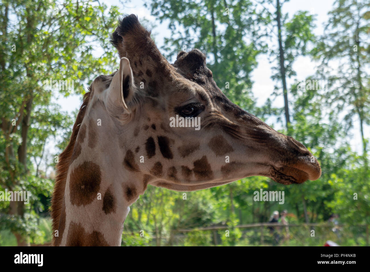 Giraffe head from profile Stock Photo - Alamy