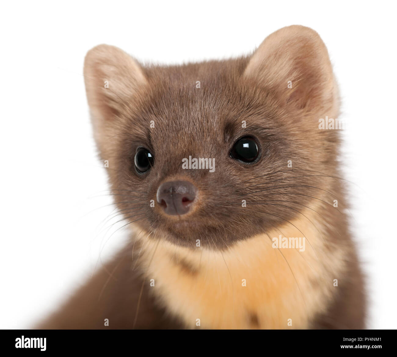 European Pine Marten