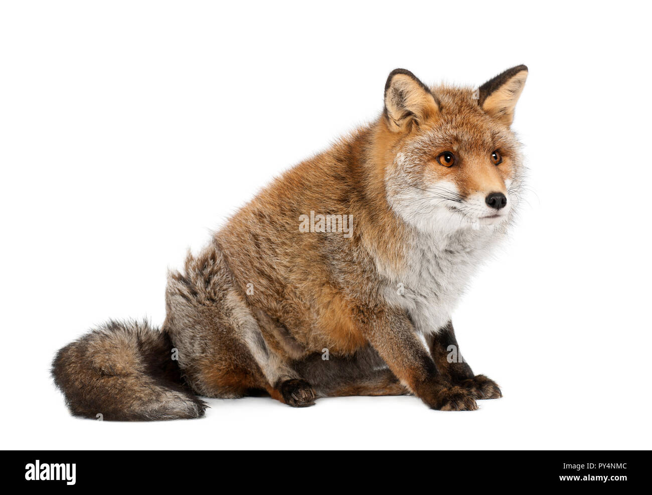 Old Red fox, Vulpes vulpes, 15 years old, sitting against white ...
