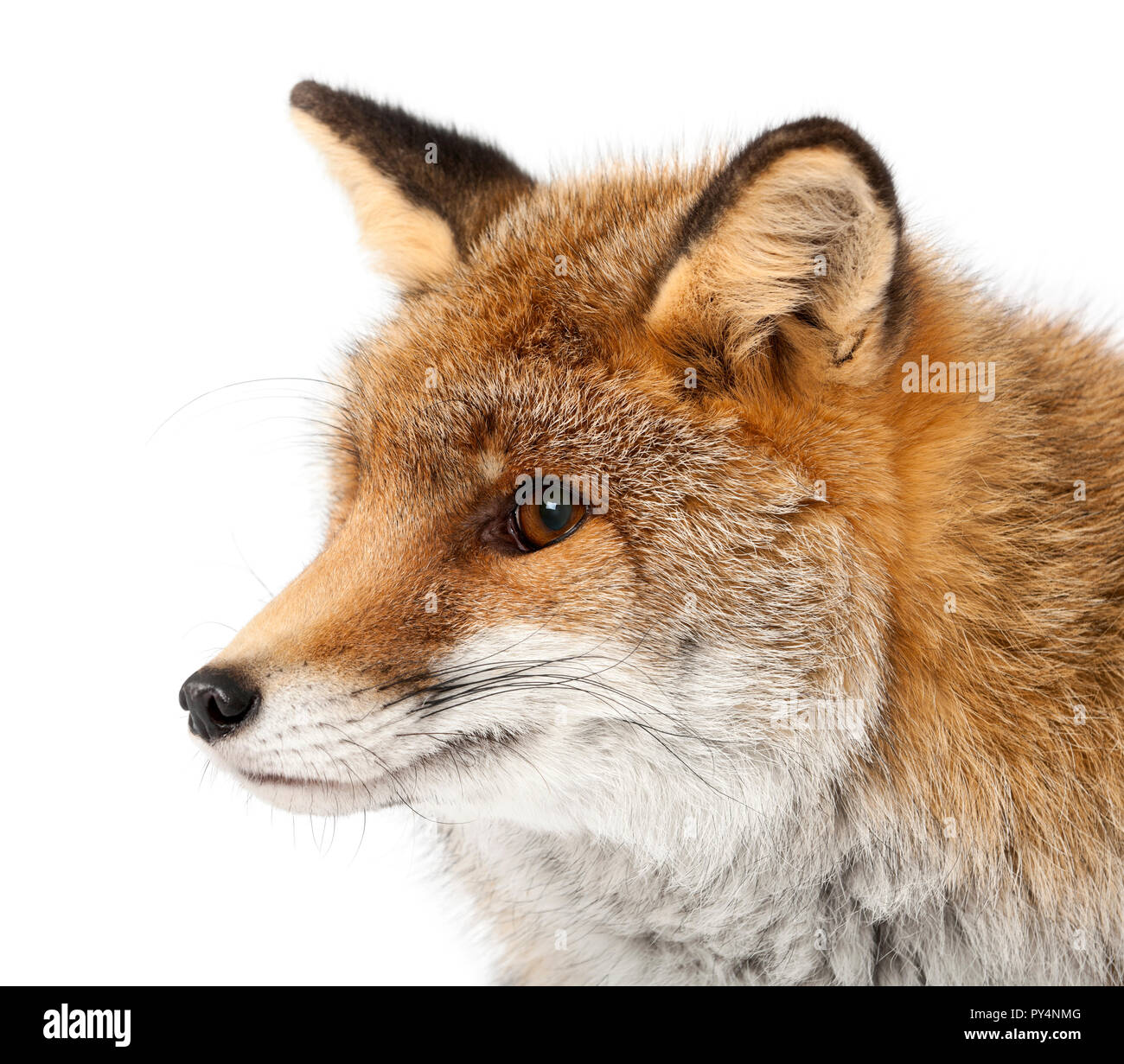 Old Red fox, Vulpes vulpes, 15 years old, against white background ...