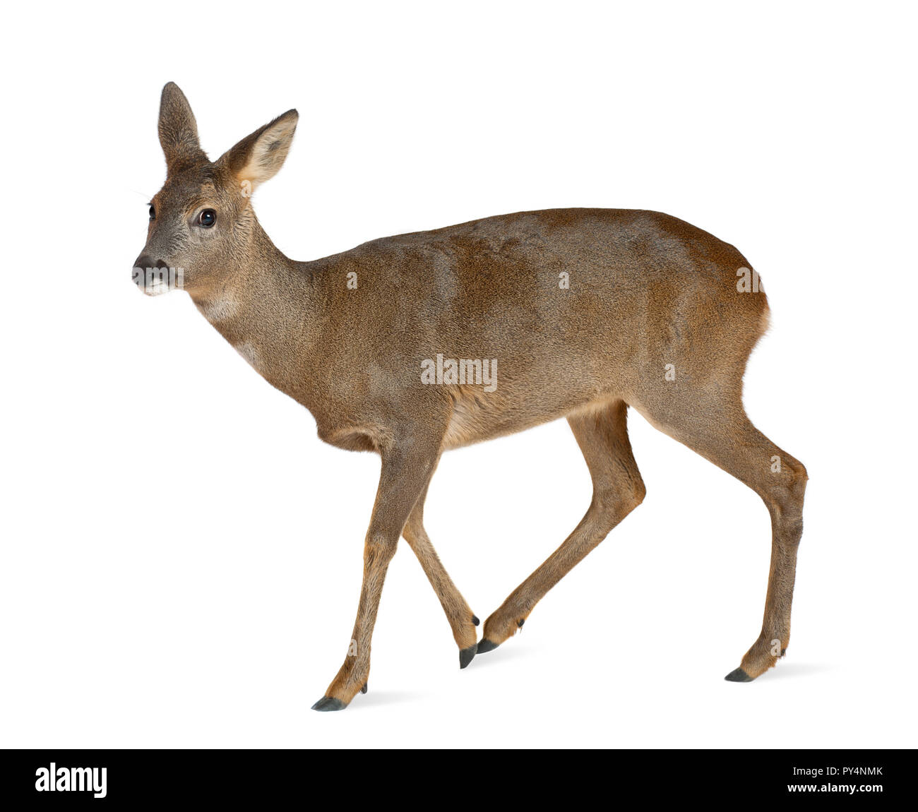 European Roe Deer, Capreolus capreolus, 3 years old, walking against ...