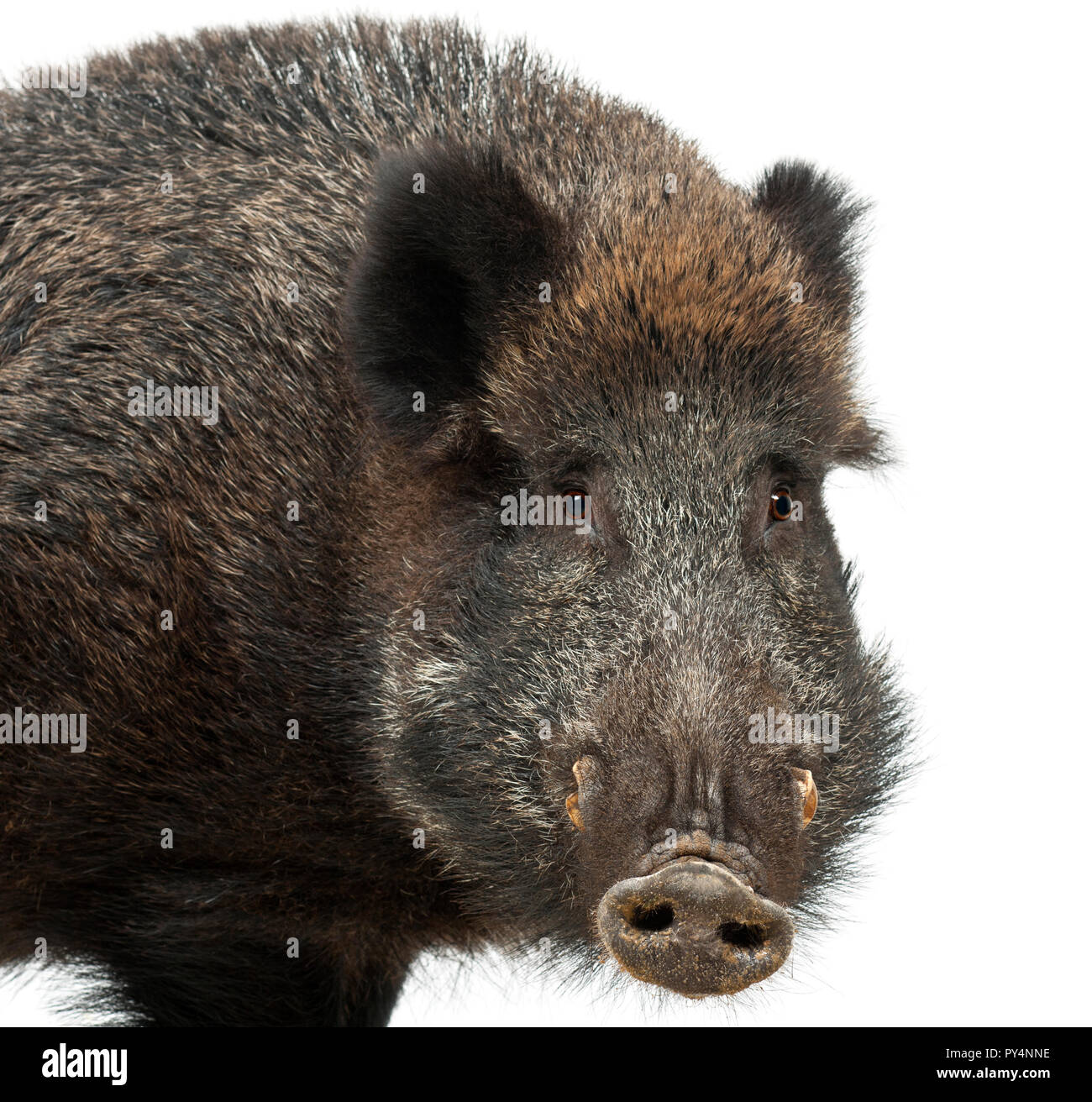 Wild boar, also wild pig, Sus scrofa, 15 years old, portrait and close ...