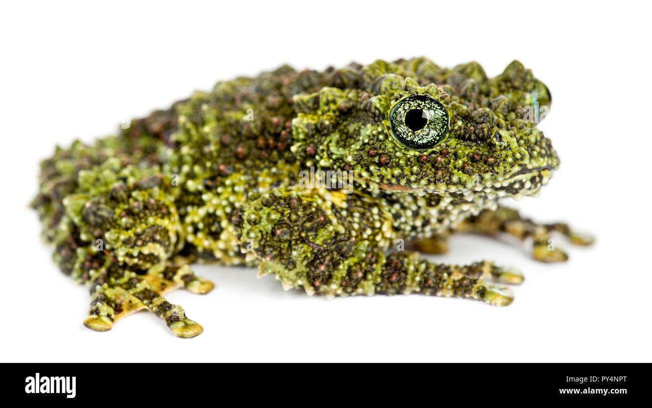 Mossy Frog, Theloderma corticale, also known as a Vietnamese Mossy Frog ...