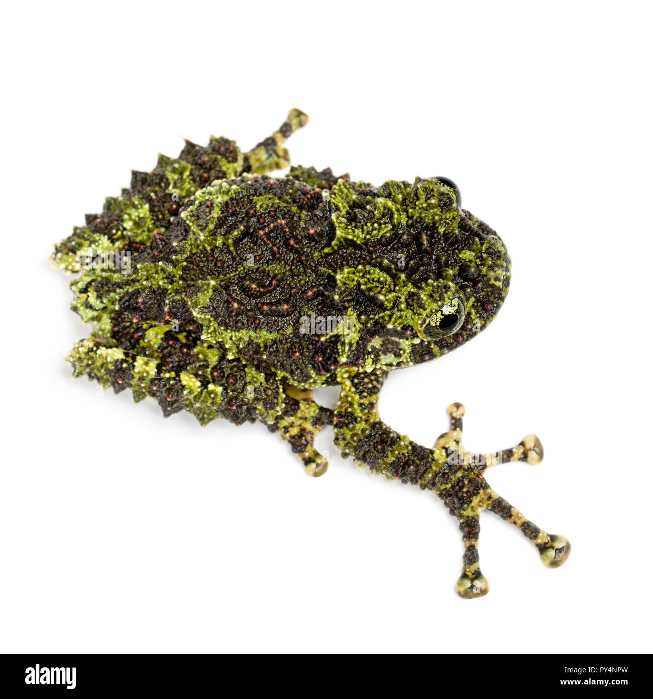 Mossy Frog, Theloderma corticale, also known as a Vietnamese Mossy Frog ...