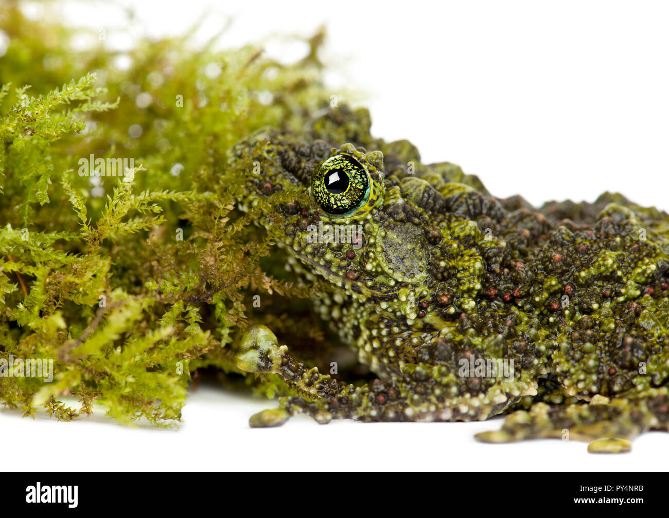 Mossy Frog next to Moss, Theloderma corticale, also known as a ...