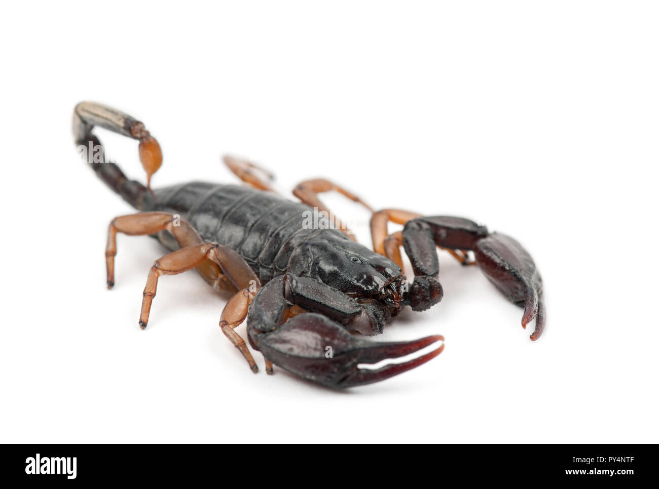 Yellow tailed scorpion hi-res stock photography and images - Alamy