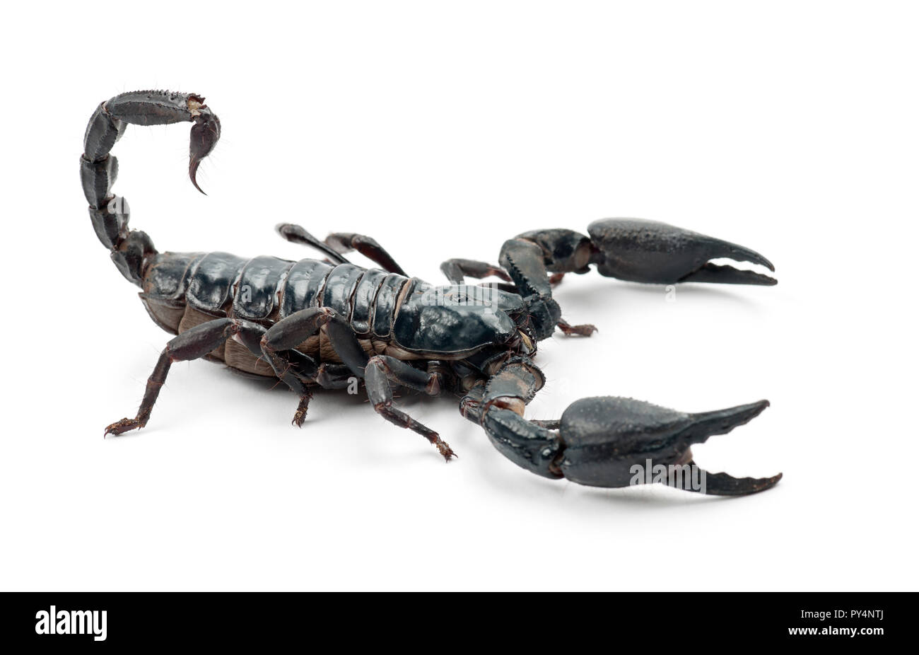 Emperor Scorpion, Pandinus imperator, against white background Stock ...