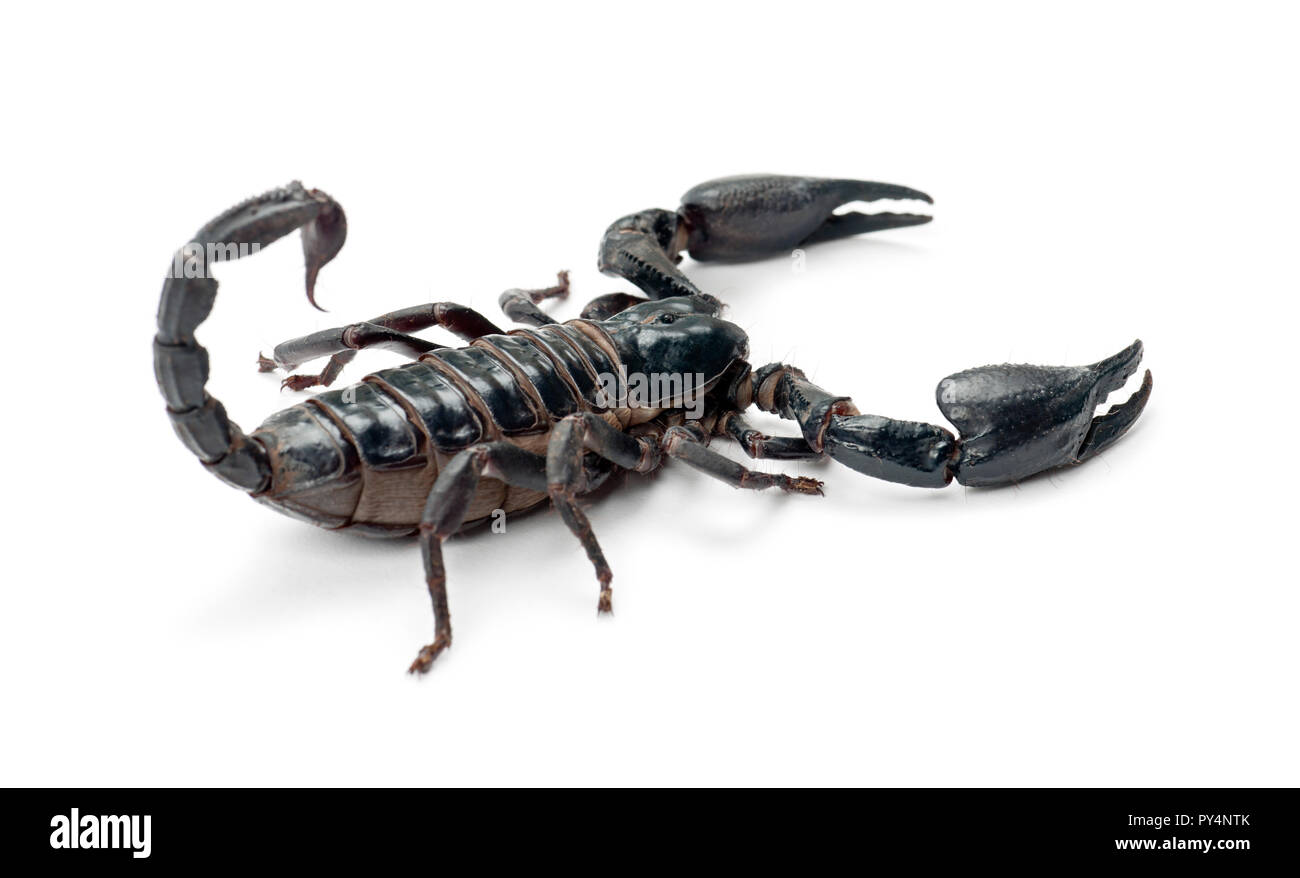 Emperor Scorpion, Pandinus imperator, against white background Stock ...