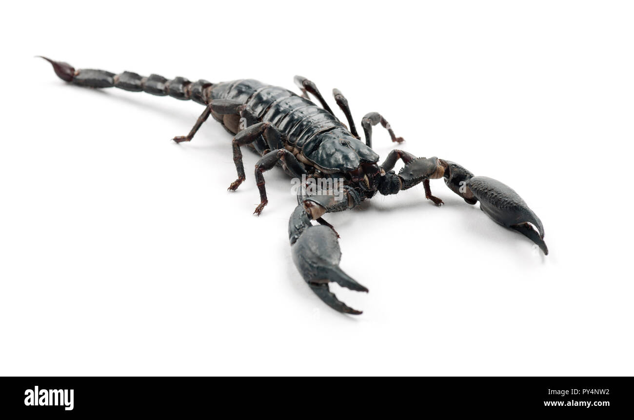Emperor Scorpion, Pandinus imperator, against white background Stock ...