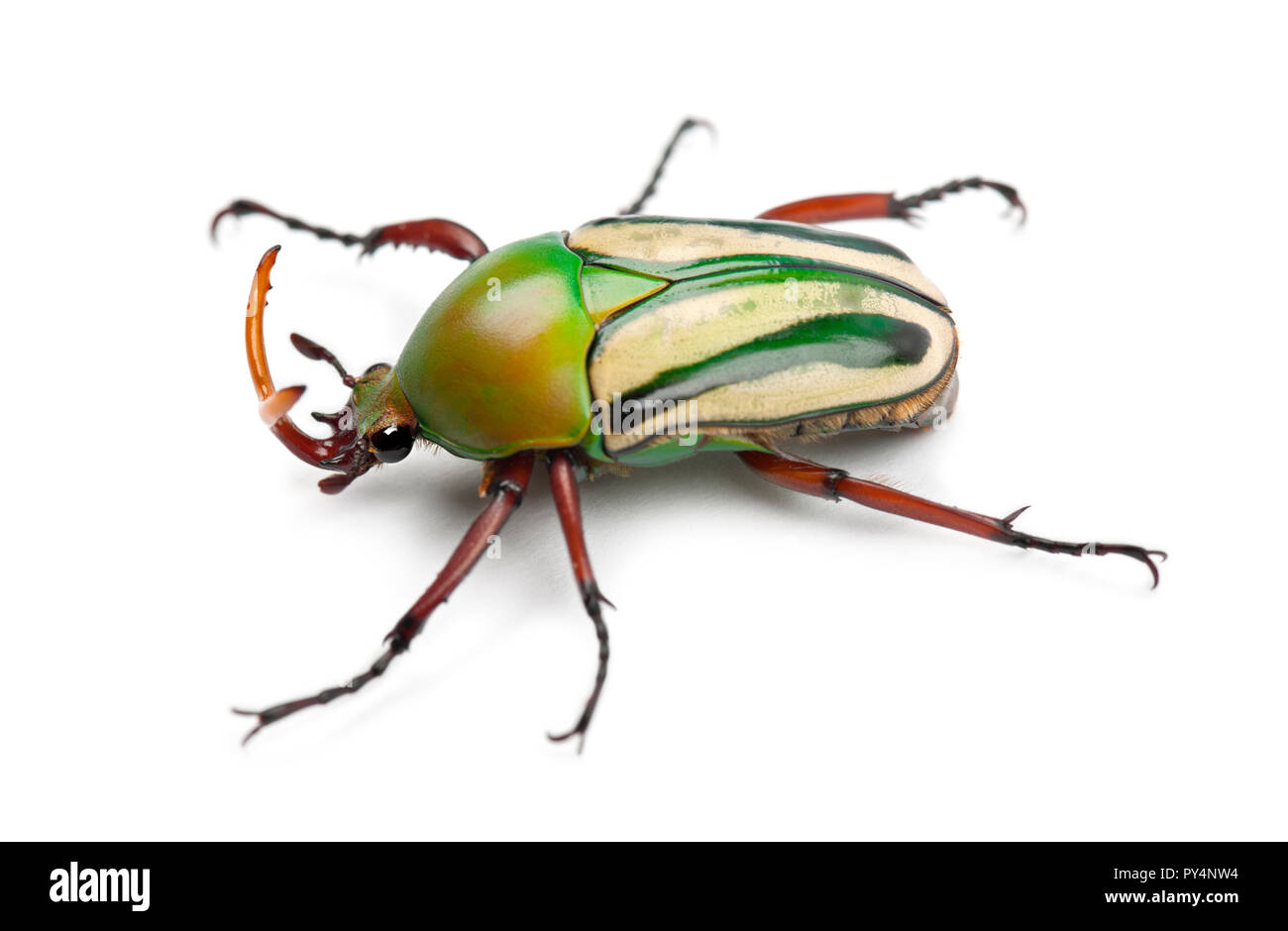 Male Flamboyant Flower Beetle or Striped Love Beetle, Eudicella gralli ...