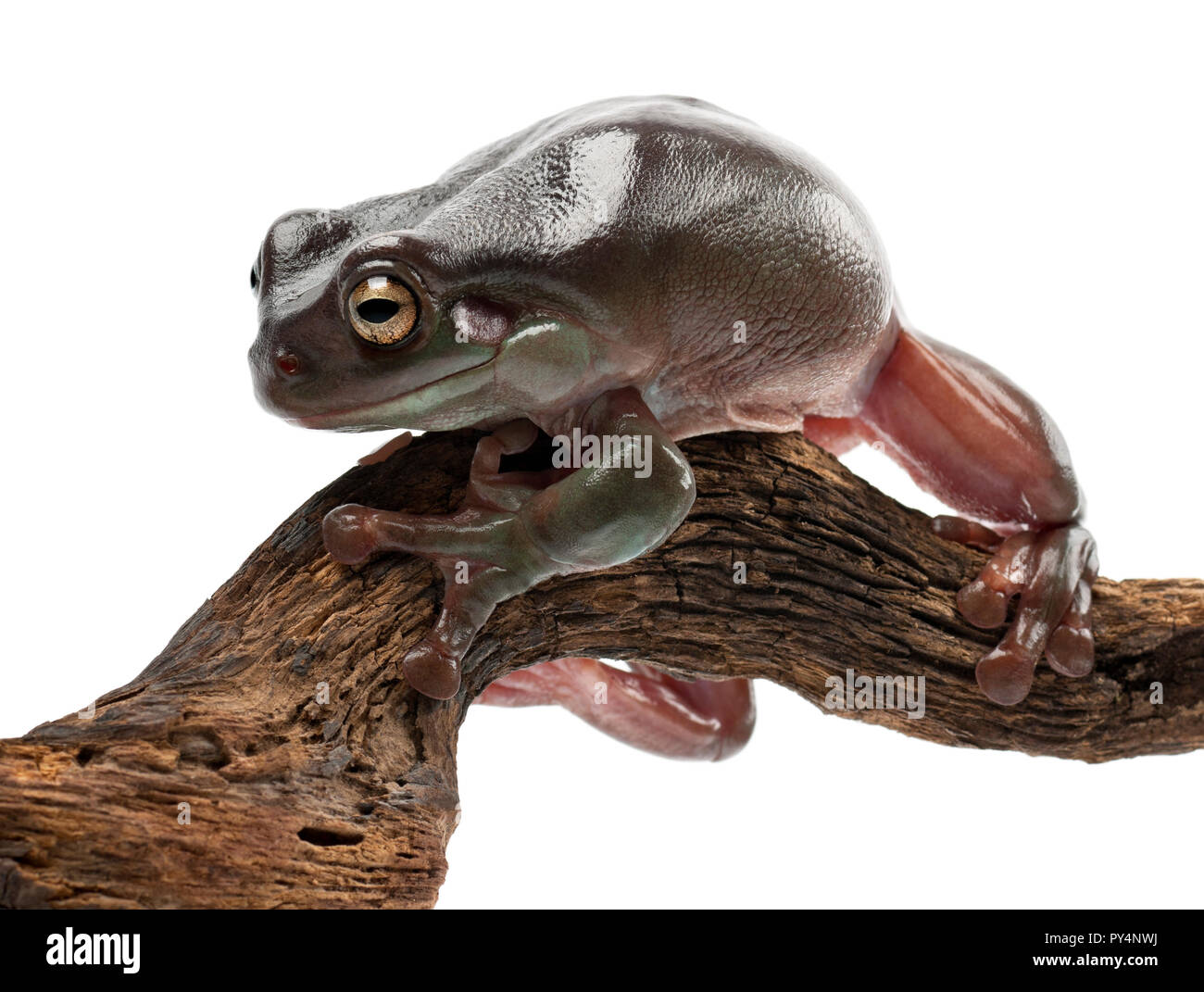 Australian Green Tree Frog, simply Green Tree Frog in Australia, White ...