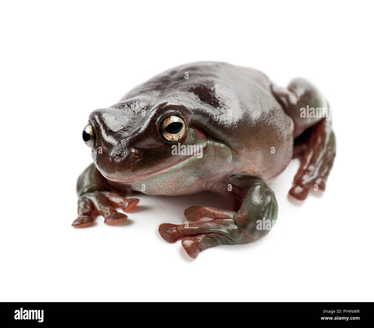 Australian Green Tree Frog, simply Green Tree Frog in Australia, White ...