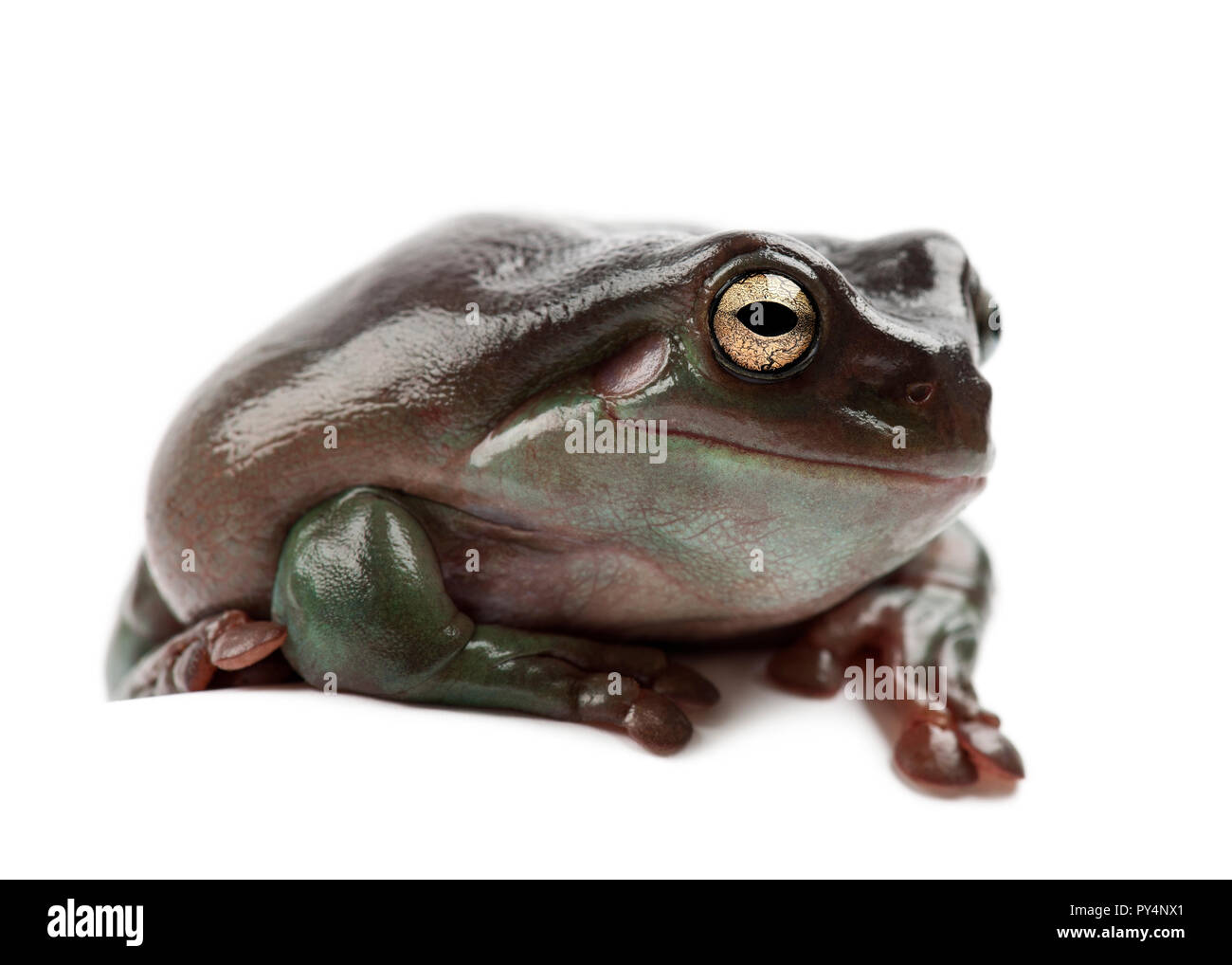 Australian Green Tree Frog, simply Green Tree Frog in Australia, White ...