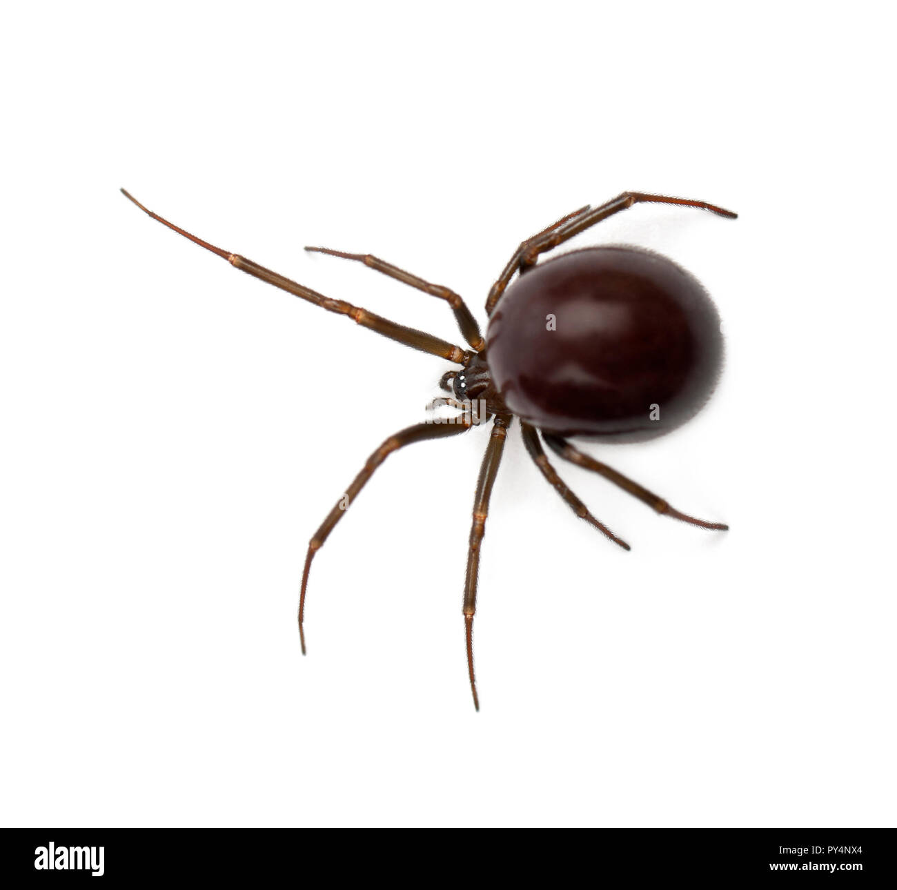 Common House Spider, Parasteatoda tepidariorum, against white ...