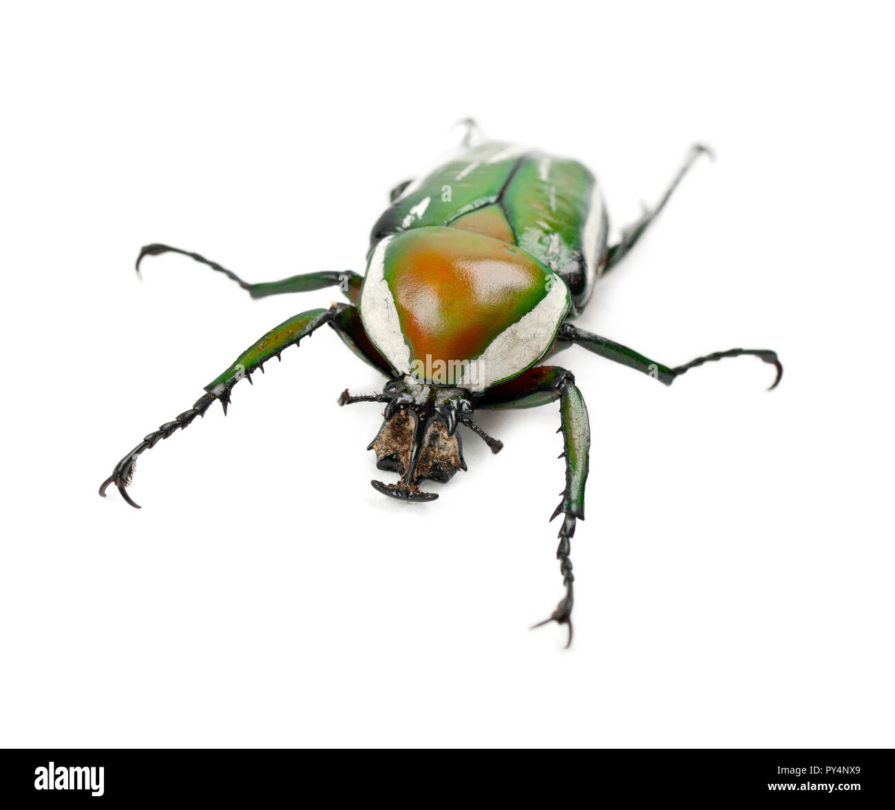 Female Flamboyant Flower Beetle or Striped Love Beetle, Eudicella ...