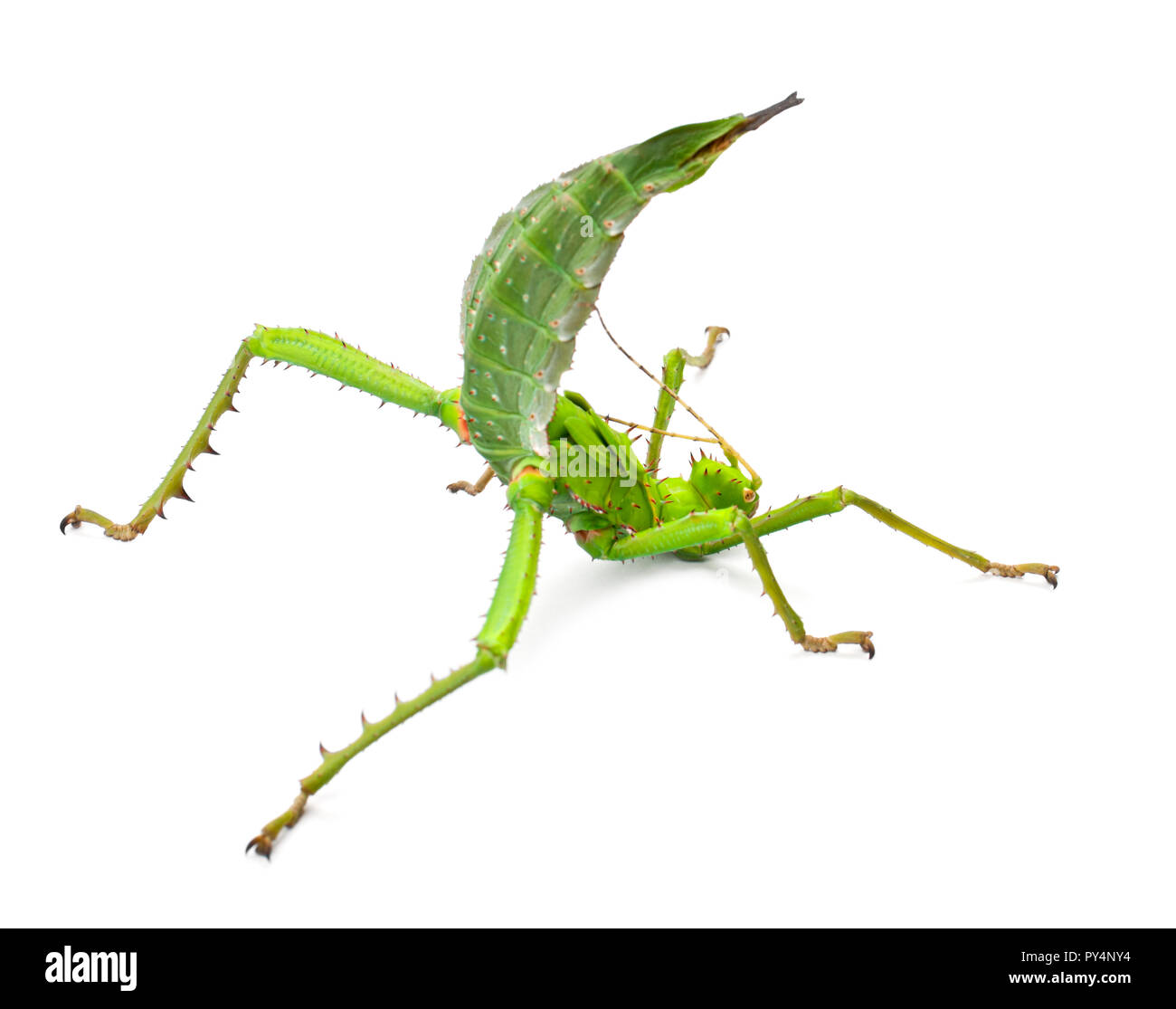 Adult Female Malayan Jungle Nymph, Heteropteryx dilatata, against white ...