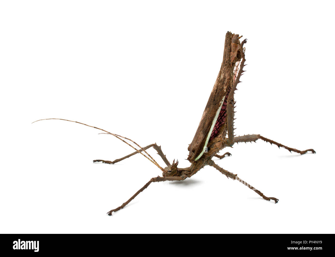 Adult male Malayan Jungle Nymph, Heteropteryx dilatata, against white ...