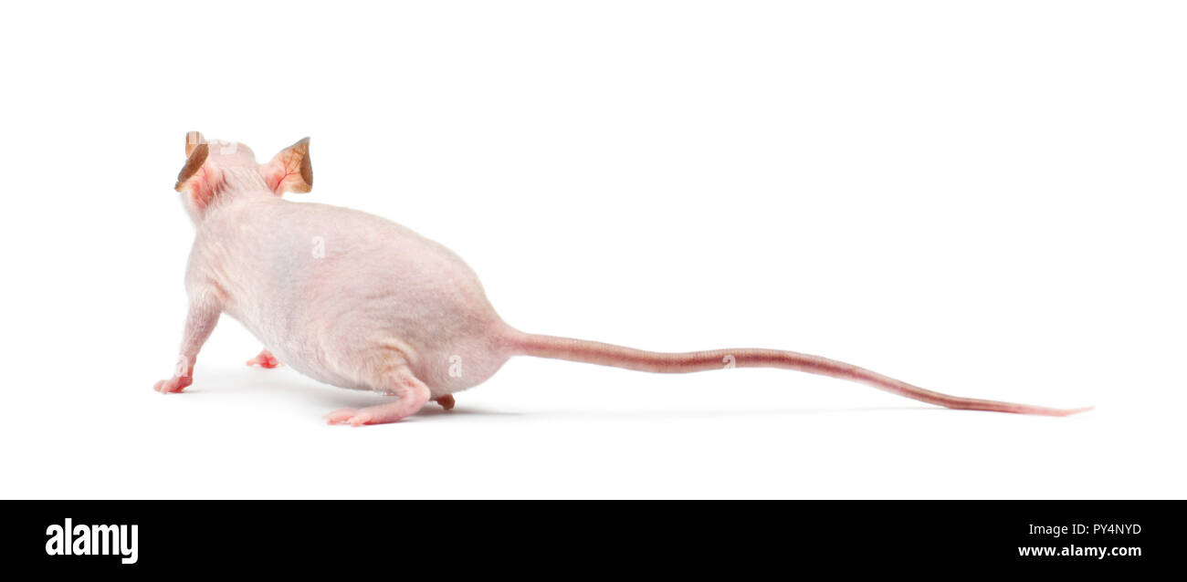 Hairless mouse, Mus musculus, against white background Stock Photo - Alamy