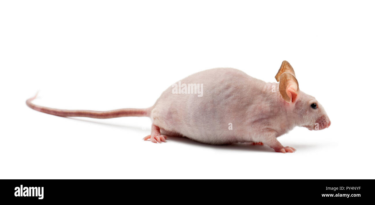 Hairless mouse, Mus musculus, against white background Stock Photo - Alamy