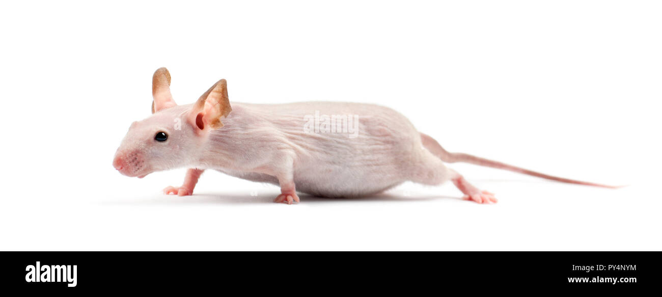 Hairless mouse, Mus musculus, against white background Stock Photo - Alamy