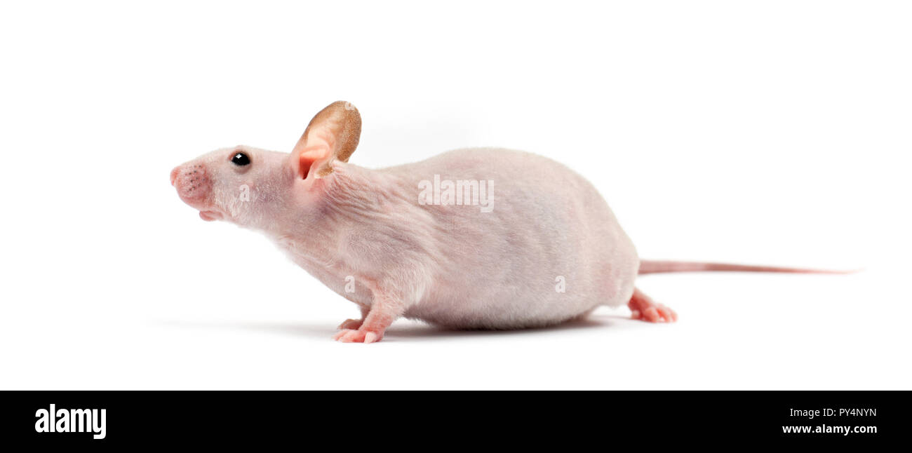 Hairless mouse, Mus musculus, against white background Stock Photo - Alamy