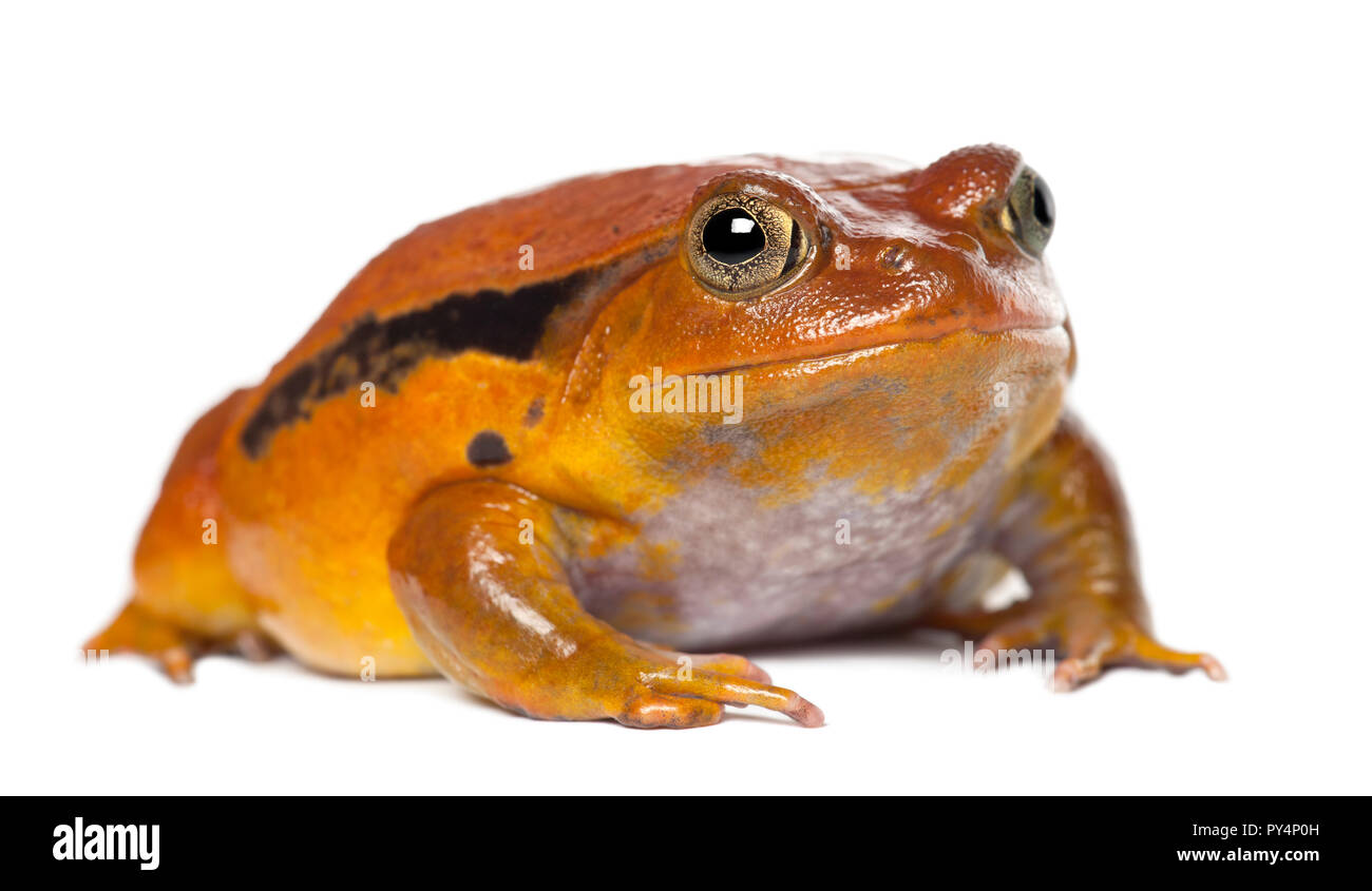 False Tomato Frog, Dyscophus guineti, portrait against white background ...